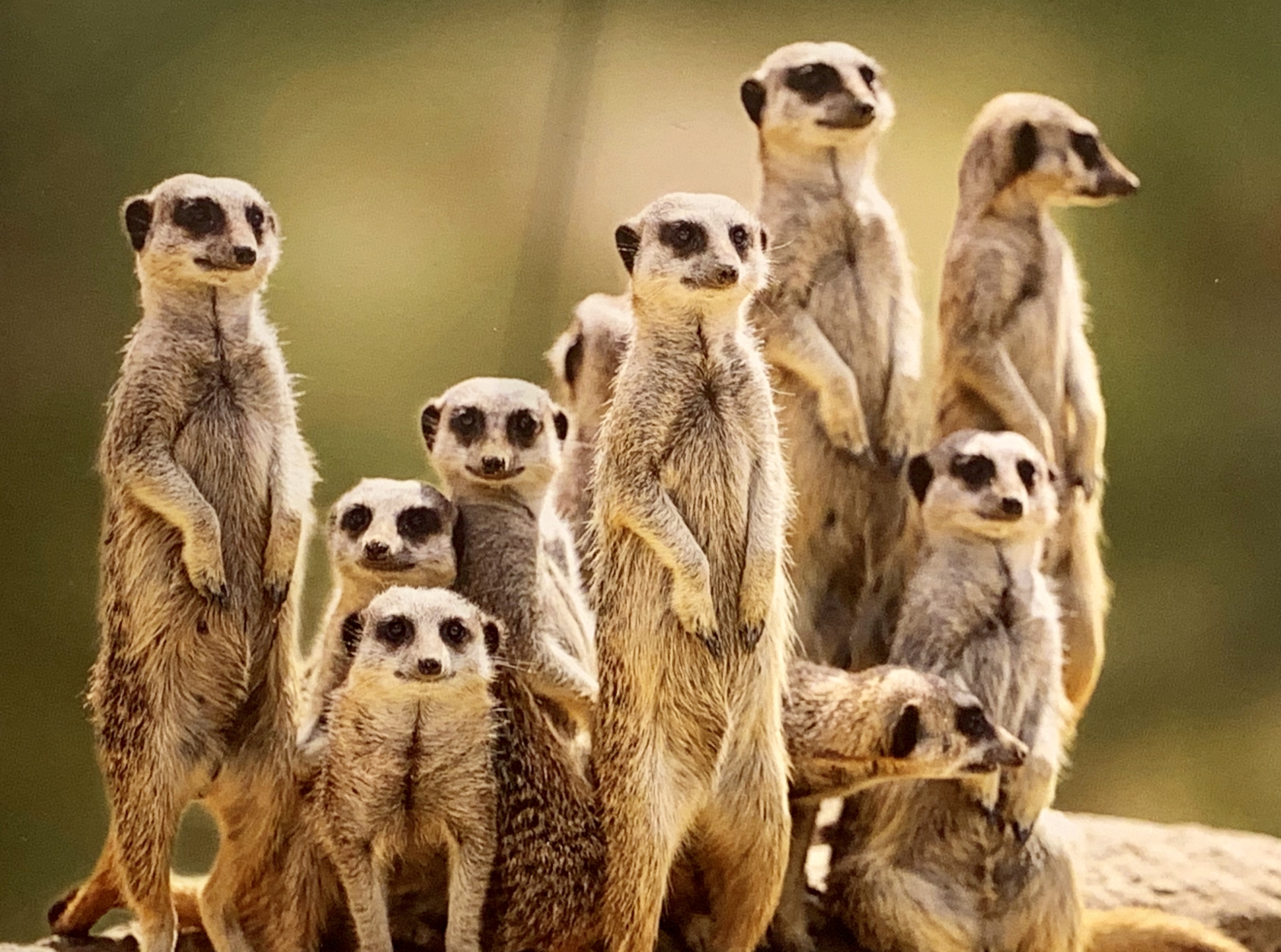 galerie-ohmen - Rheinkreishelden